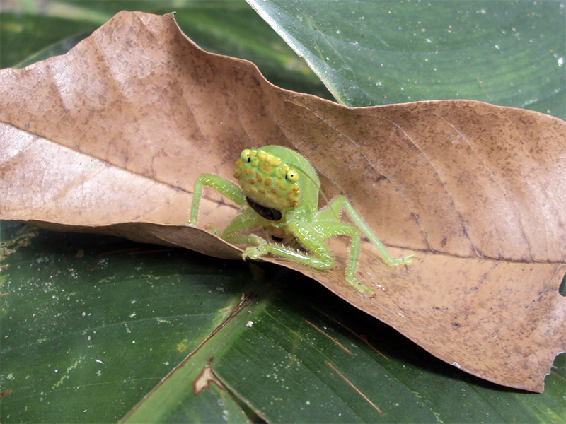 El Colibri Lodge, Manzanillo, Costa Rica