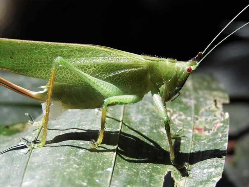 El Colibri Lodge, Manzanillo, Costa Rica