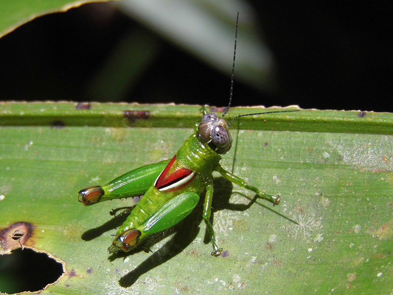 El Colibri Lodge, Manzanillo, Costa Rica