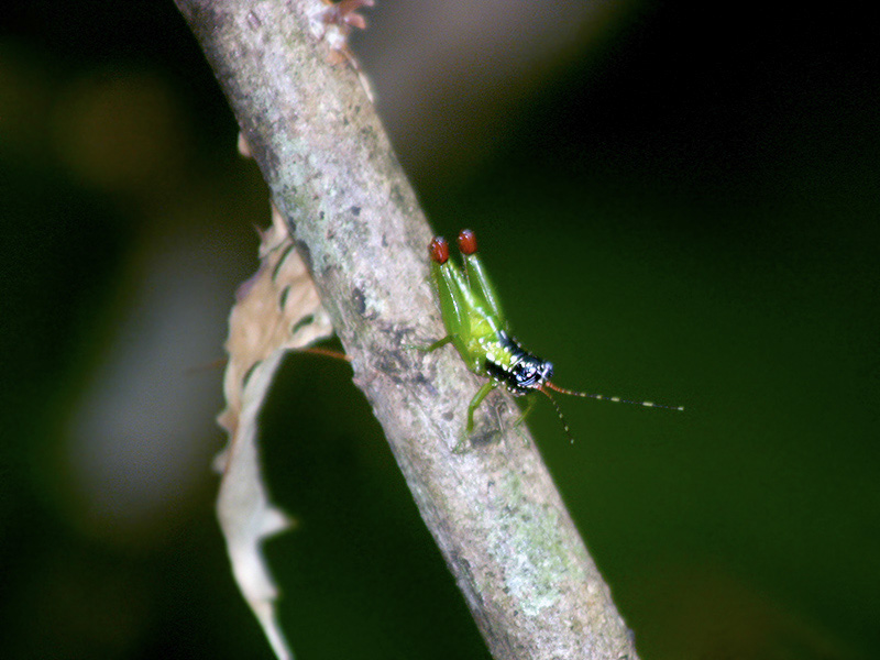 El Colibri Lodge, Manzanillo, Costa Rica