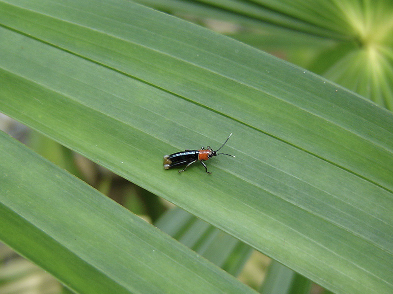 El Colibri Lodge, Manzanillo, Costa Rica