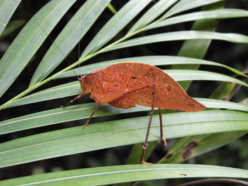 El Colibri Lodge, Manzanillo, Costa Rica