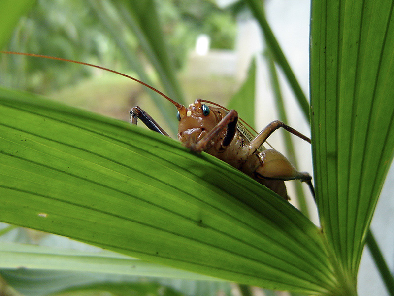 El Colibri Lodge, Manzanillo, Costa Rica