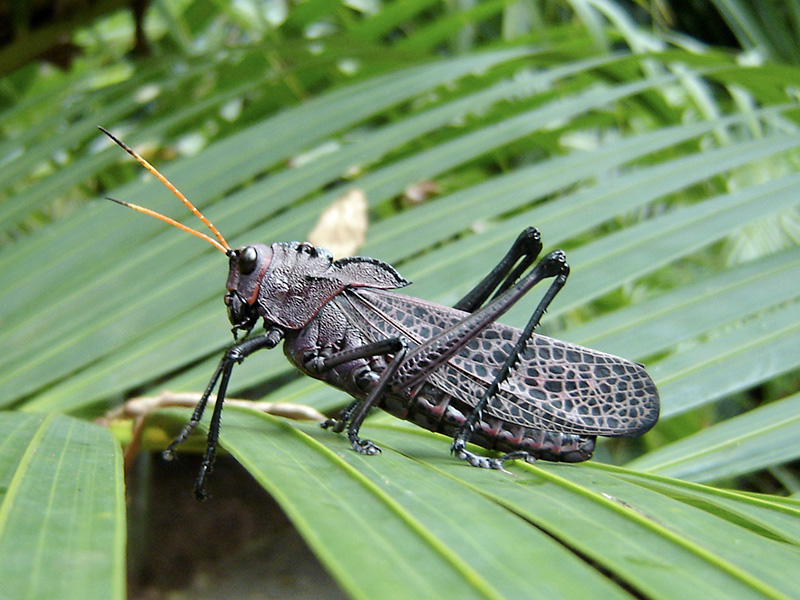 El Colibri Lodge, Manzanillo, Costa Rica