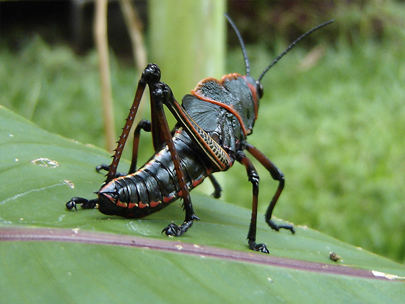 El Colibri Lodge, Manzanillo, Costa Rica