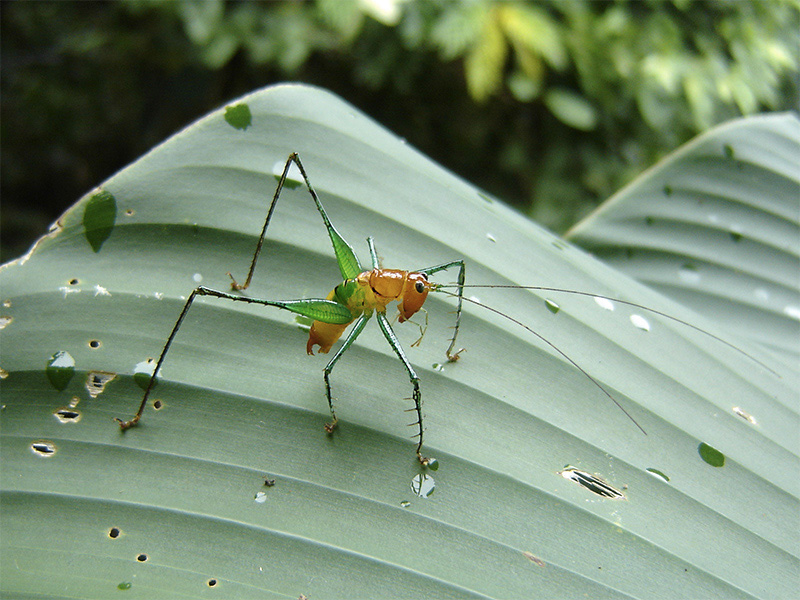 El Colibri Lodge, Manzanillo, Costa Rica