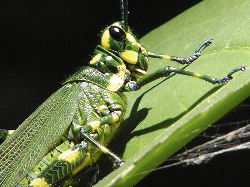 El Colibri Lodge, Manzanillo, Costa Rica