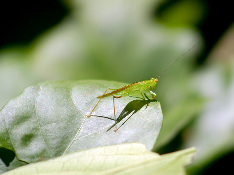 El Colibri Lodge, Manzanillo, Costa Rica