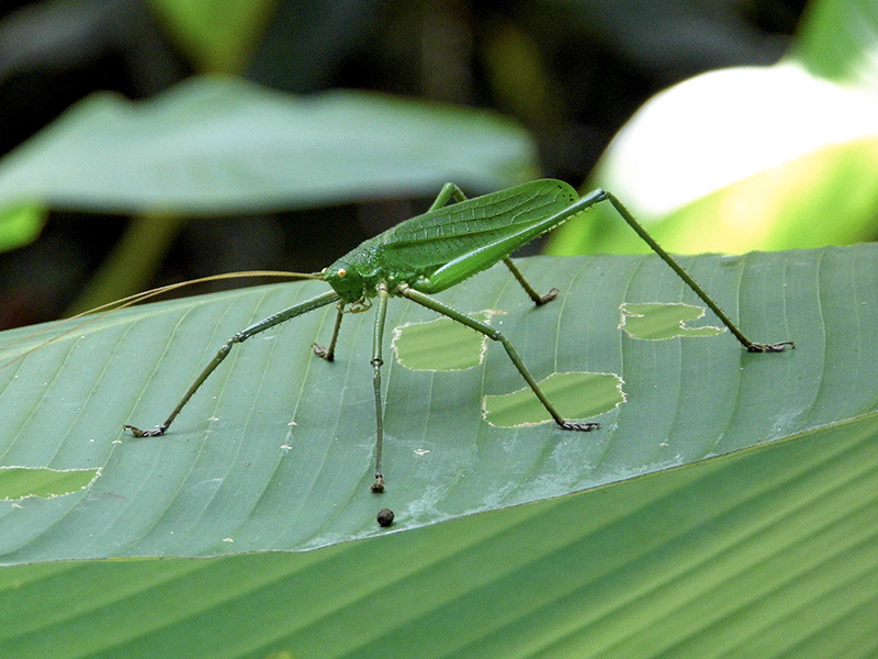 El Colibri Lodge, Manzanillo, Costa Rica