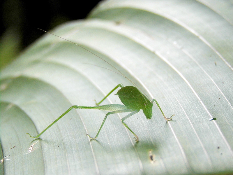 El Colibri Lodge, Manzanillo, Costa Rica