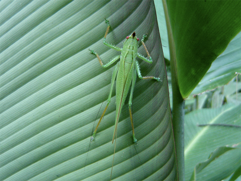 El Colibri Lodge, Manzanillo, Costa Rica