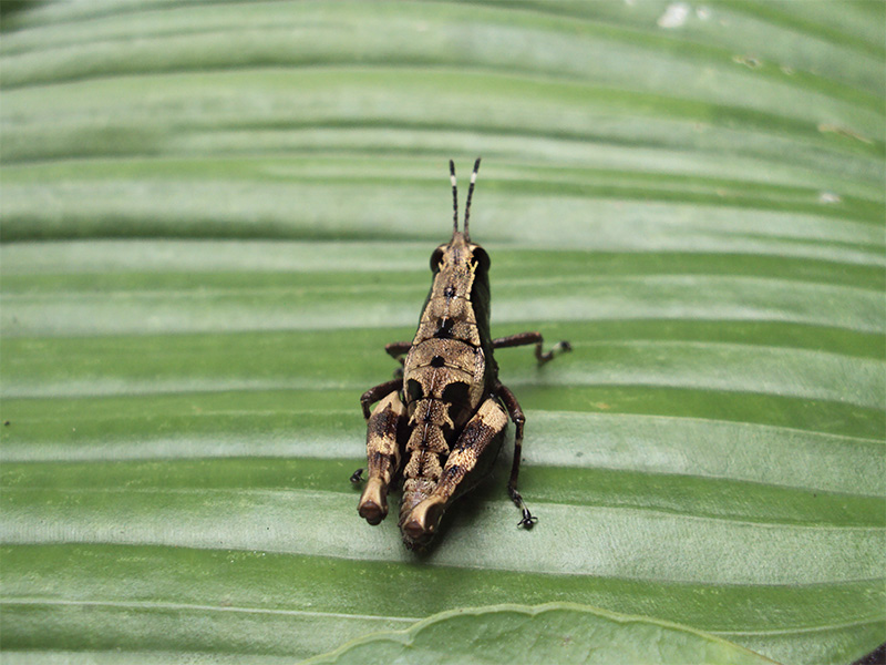 El Colibri Lodge, Manzanillo, Costa Rica