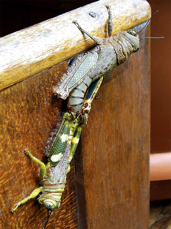 El Colibri Lodge, Manzanillo, Costa Rica