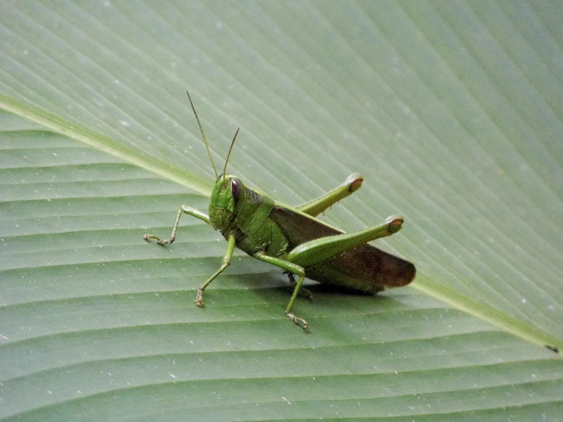 El Colibri Lodge, Manzanillo, Costa Rica