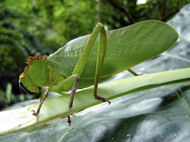 El Colibri Lodge, Manzanillo, Costa Rica