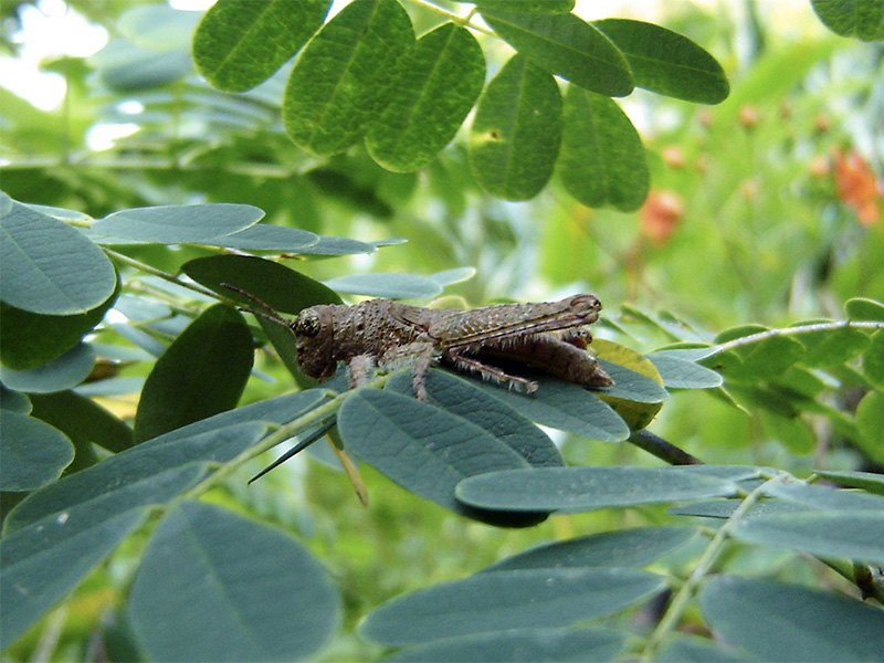 El Colibri Lodge, Manzanillo, Costa Rica
