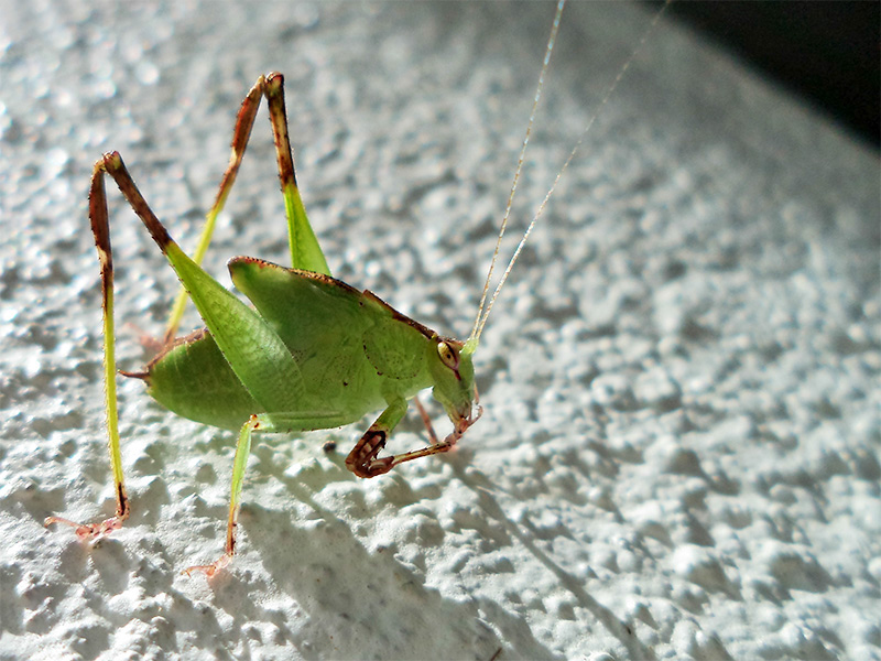 El Colibri Lodge, Manzanillo, Costa Rica