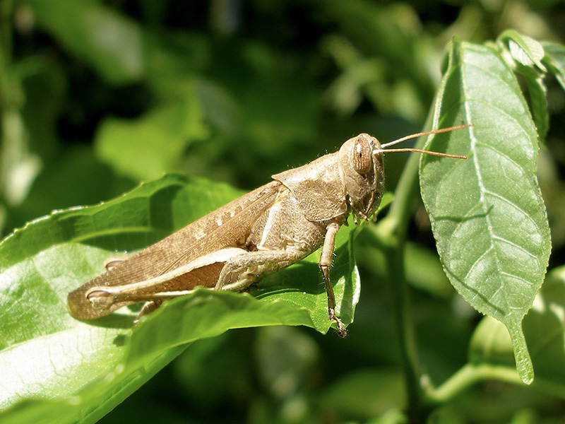 El Colibri Lodge, Manzanillo, Costa Rica